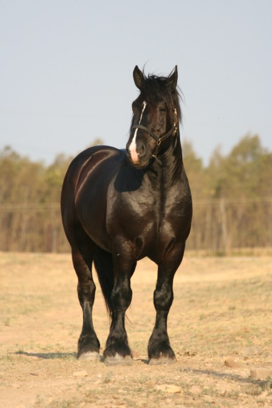Summerwind Percheron: Black Is Beautiful!